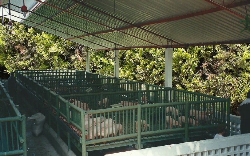 49 Porcicultura Jaulas Corrales parideras porcinas corral preceba ceba ...