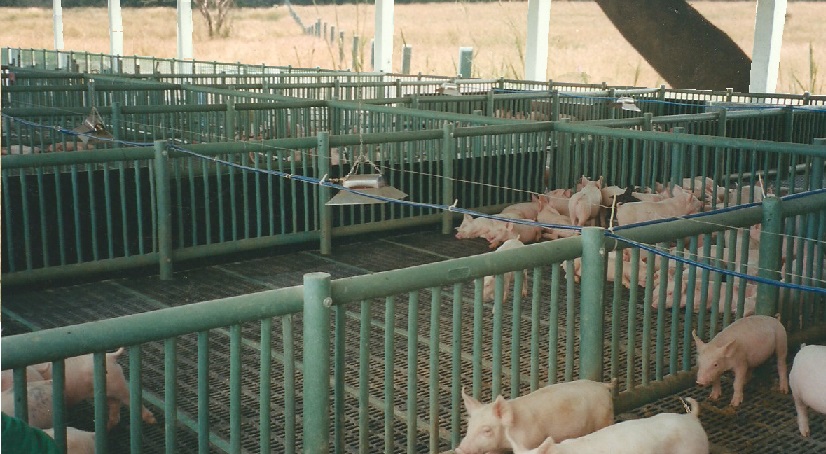 49 Porcicultura Jaulas Corrales parideras porcinas corral preceba ceba ...